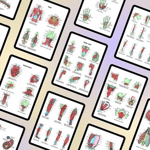 105 Customizable Muscle Stickers, Goodnotes Stickers, Ultimate Muscle ...