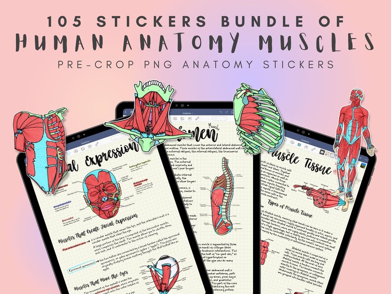 105 Ultimate Muscle Sticker Goodnotes Stickers Notability - Etsy