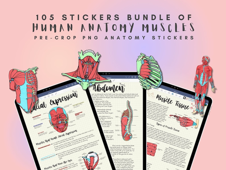 Anatomy Muscle Stickers: 105 PNG Stickers for Goodnotes, Notability ...