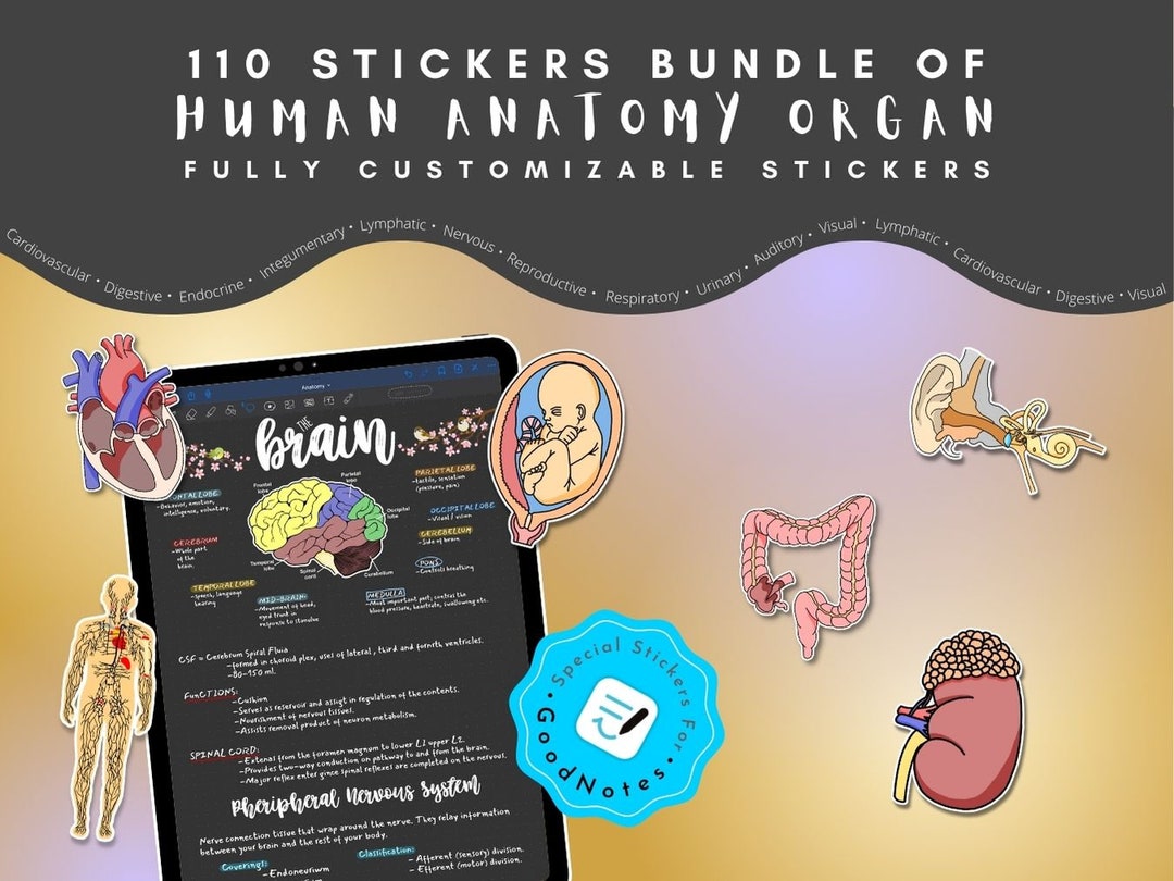 Anatomy Organ Stickers: 110 Customizable Stickers for Goodnotes ...