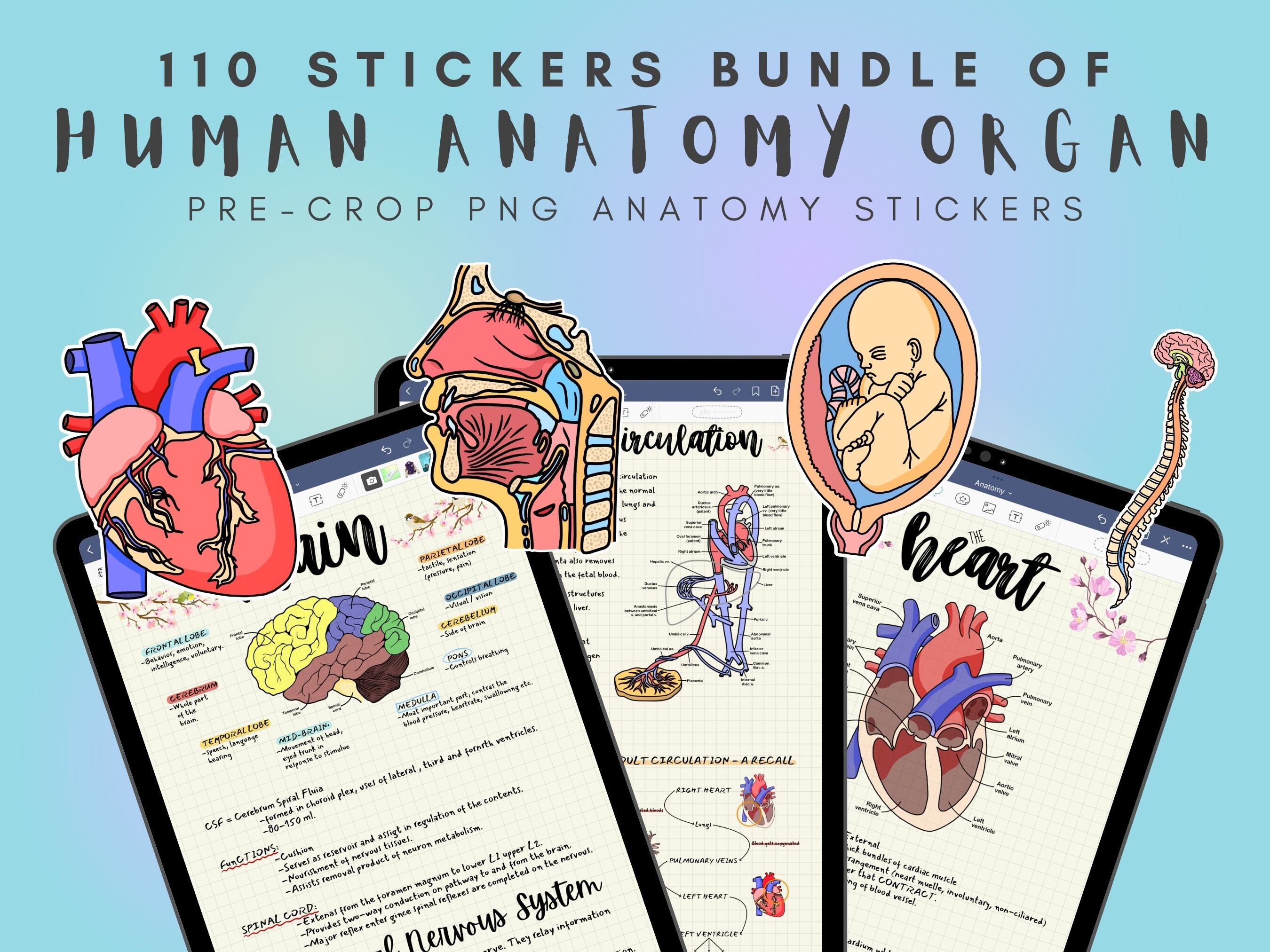 110 Anatomy Organ Stickers, Goodnotes Stickers, Notability Stickers ...