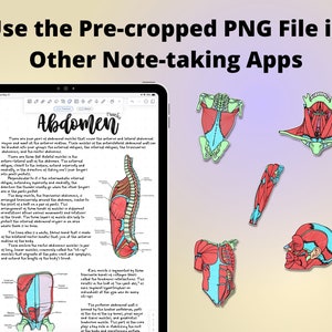105 Customizable Muscle Stickers: Goodnotes Study & Planning (digital ...