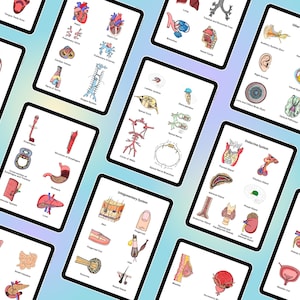 110 Anatomy Organ Stickers, Goodnotes Stickers, Notability Stickers ...