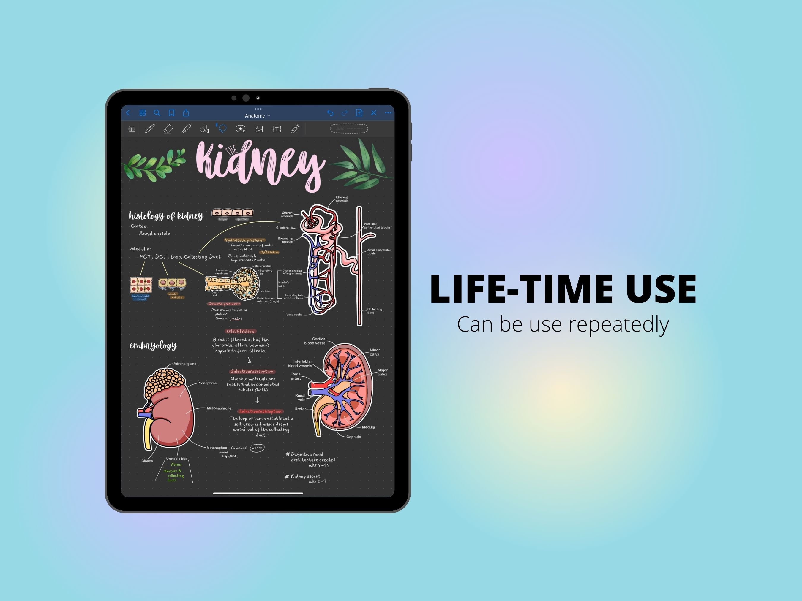 110 Anatomy Organ Stickers Goodnotes Stickers Notability - Etsy