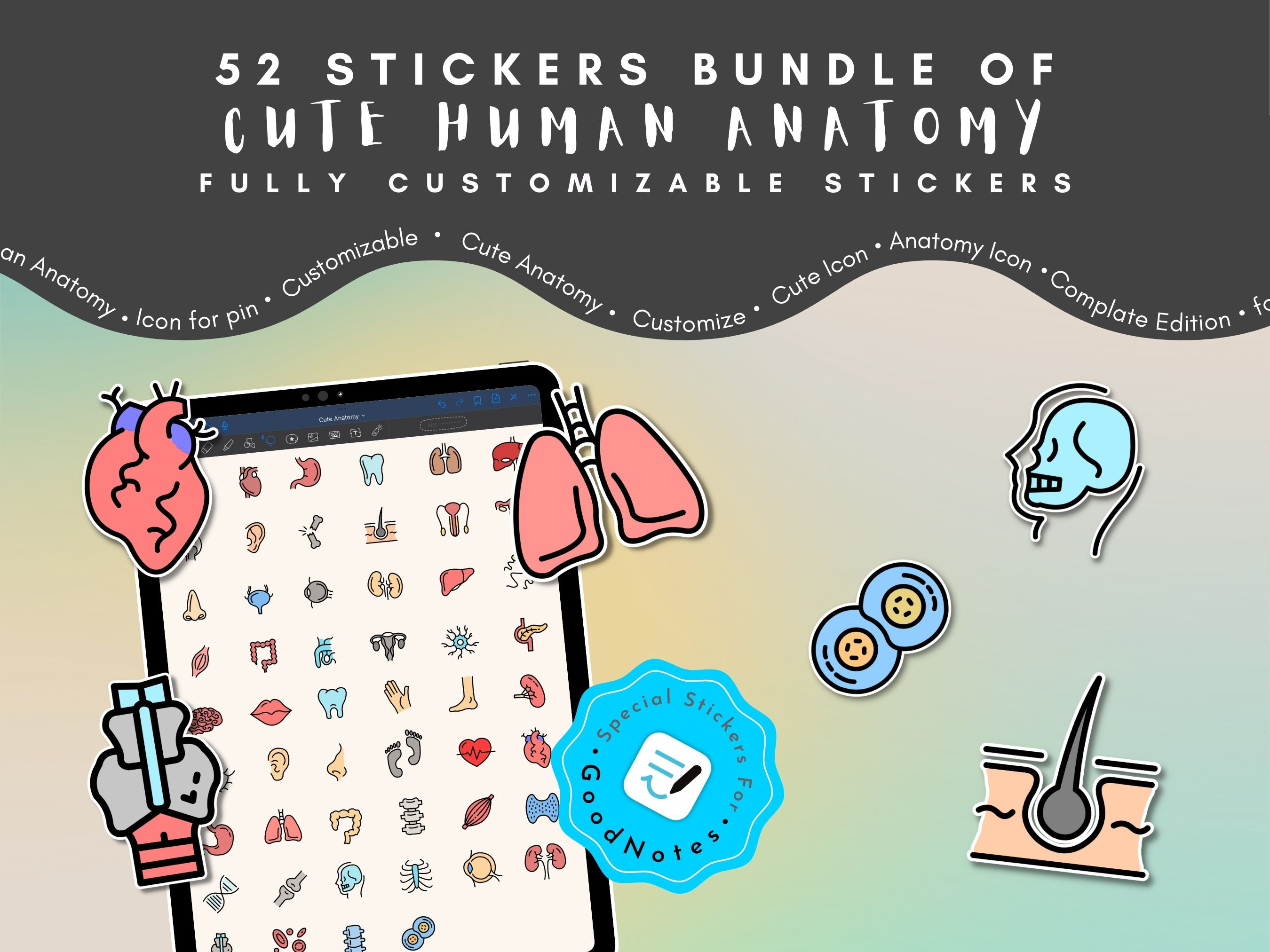 Cute Human Anatomy, Goodnotes Stickers, Biology & Anatomy Digital ...