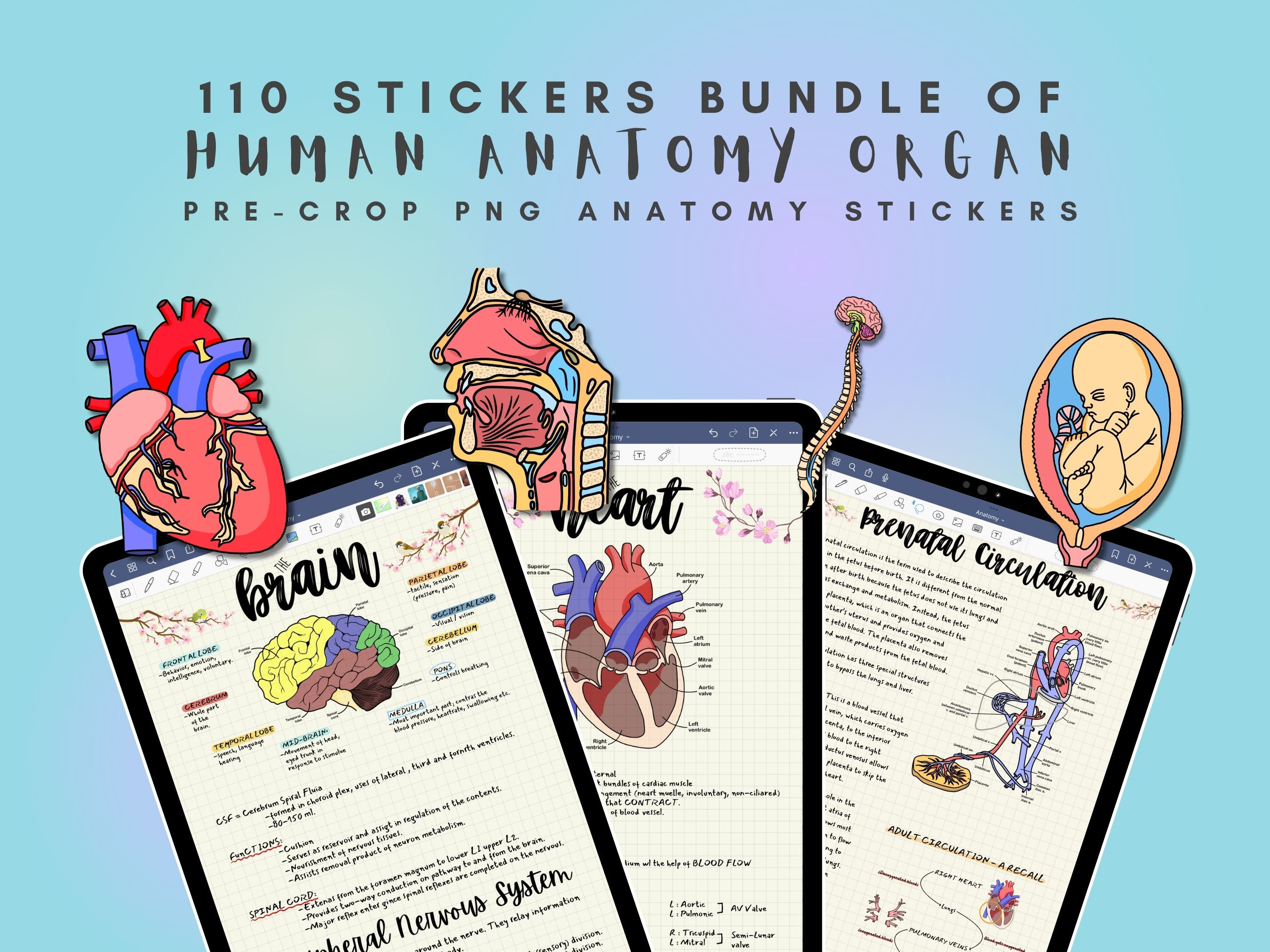 110 Anatomy Organ Stickers, Goodnotes Stickers, Notability Stickers ...