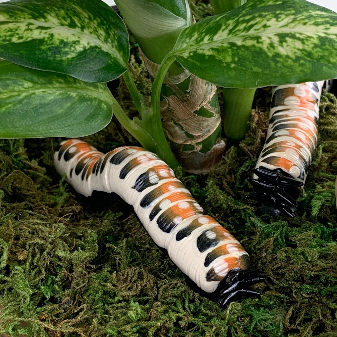 Monarch Caterpillar Planter Pet Fairy Garden Decoration Clay - Etsy