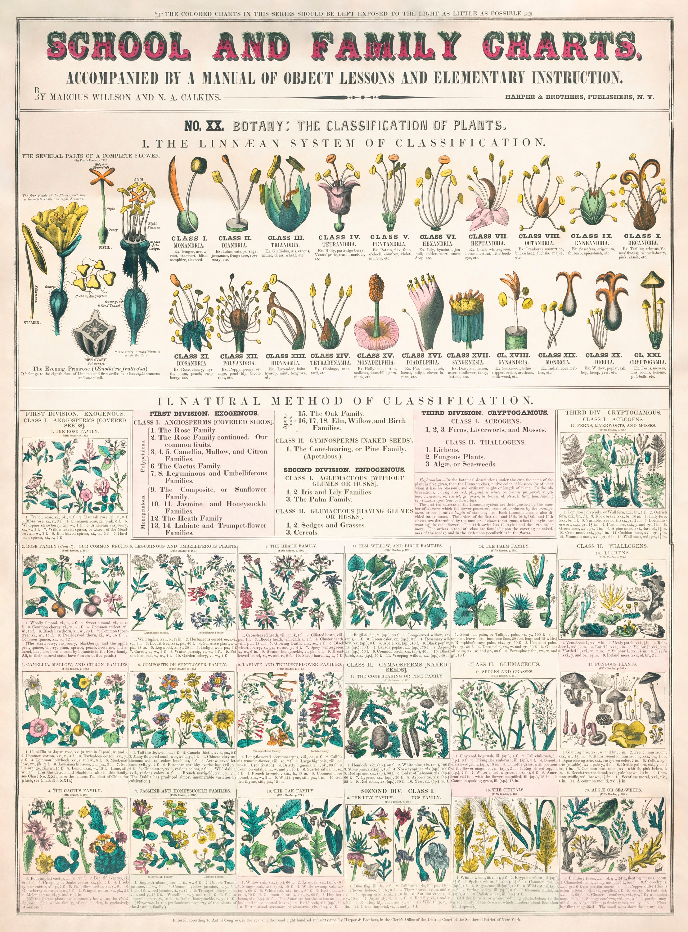 Old School Charts Poster With Fruits Vegetables Plants - Etsy