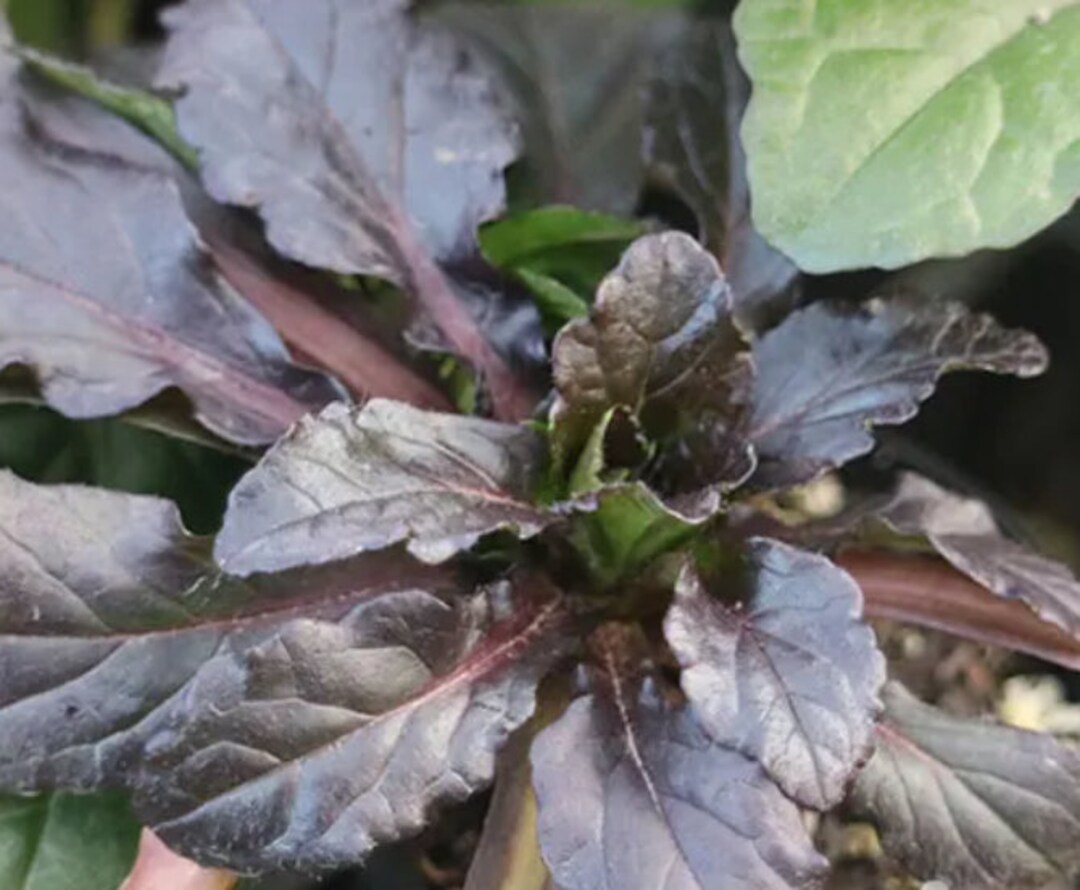 Purple Leaf Ajuga- Outdoor Plant - Etsy