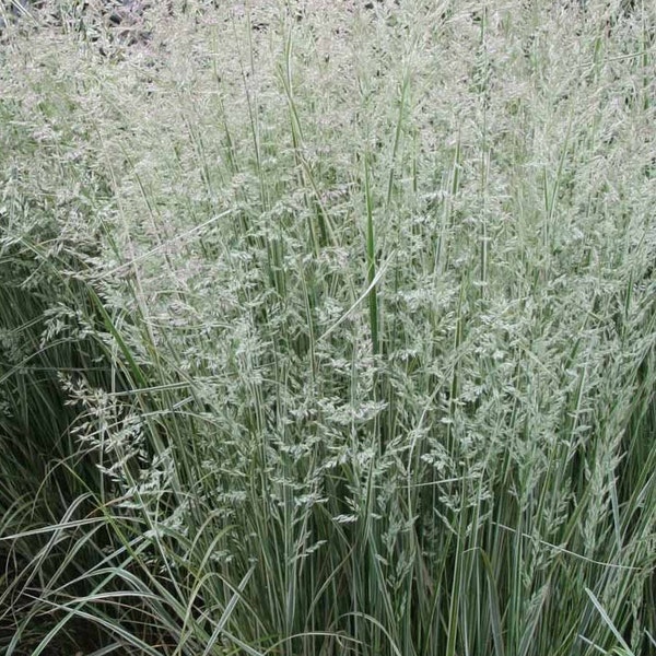 Karl Forester Grass - Etsy