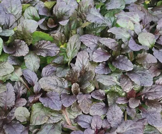 Purple Leaf Ajuga Outdoor Plant - Etsy