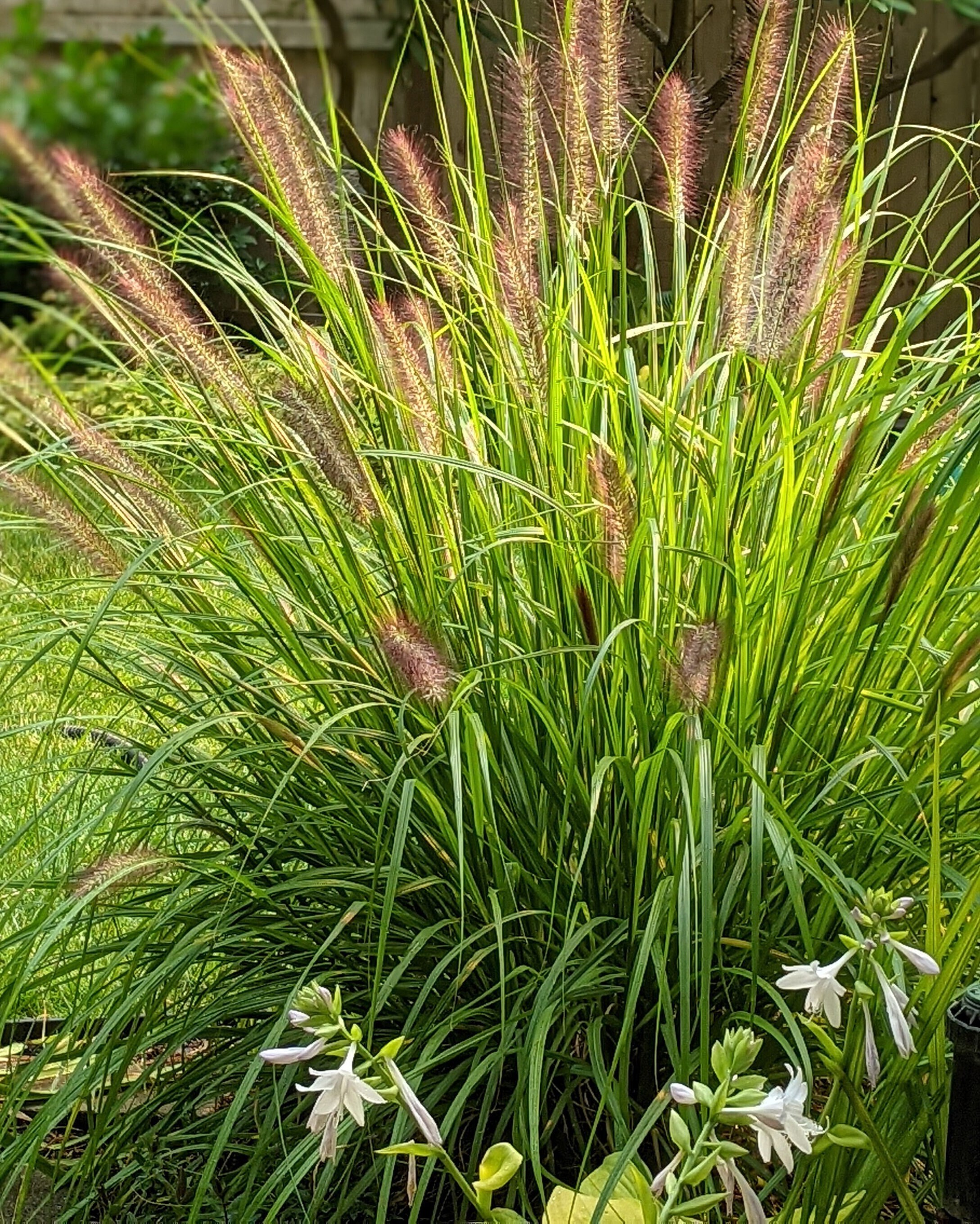 Pennisetum Fountain Grass Outdoor Plant - Etsy