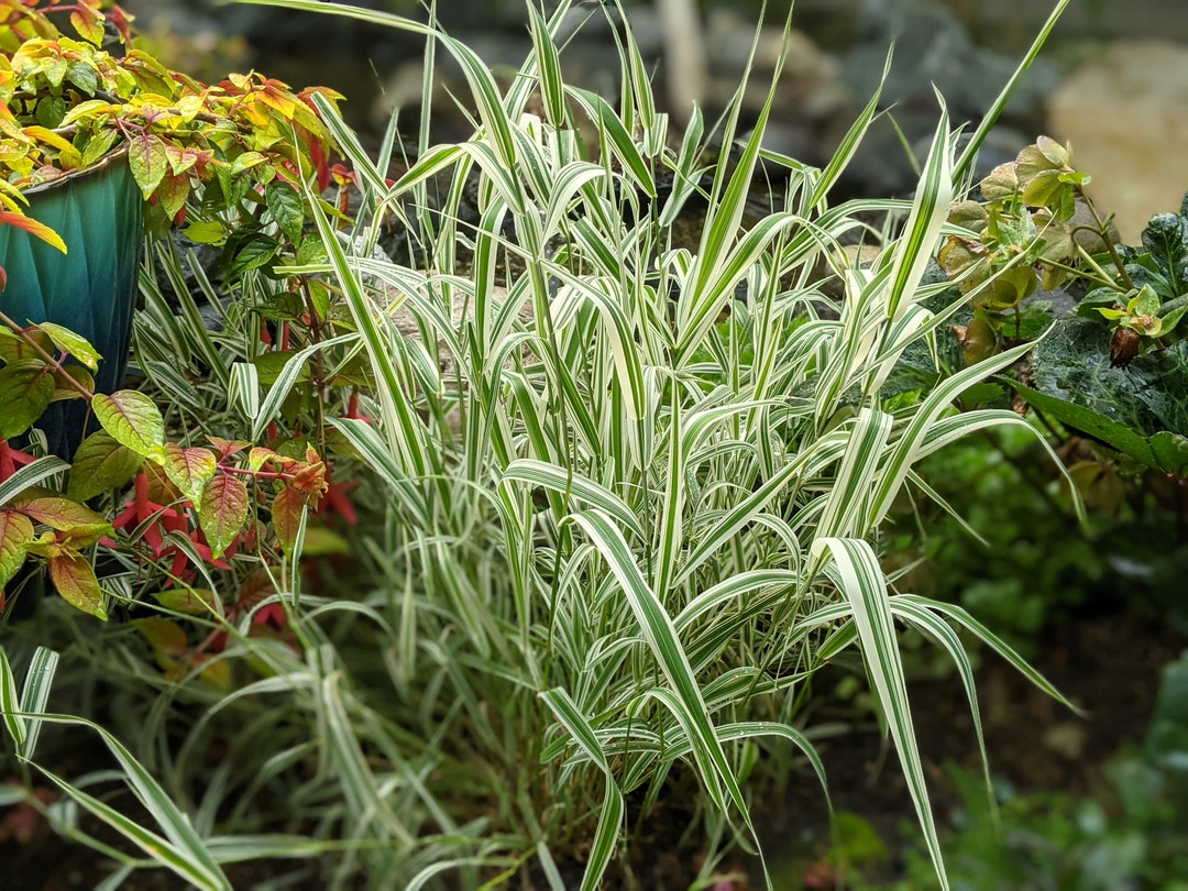 Variegated Ribbon Grass Outdoor Plant - Etsy