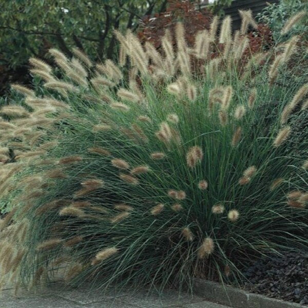 Fountain Grass - Etsy