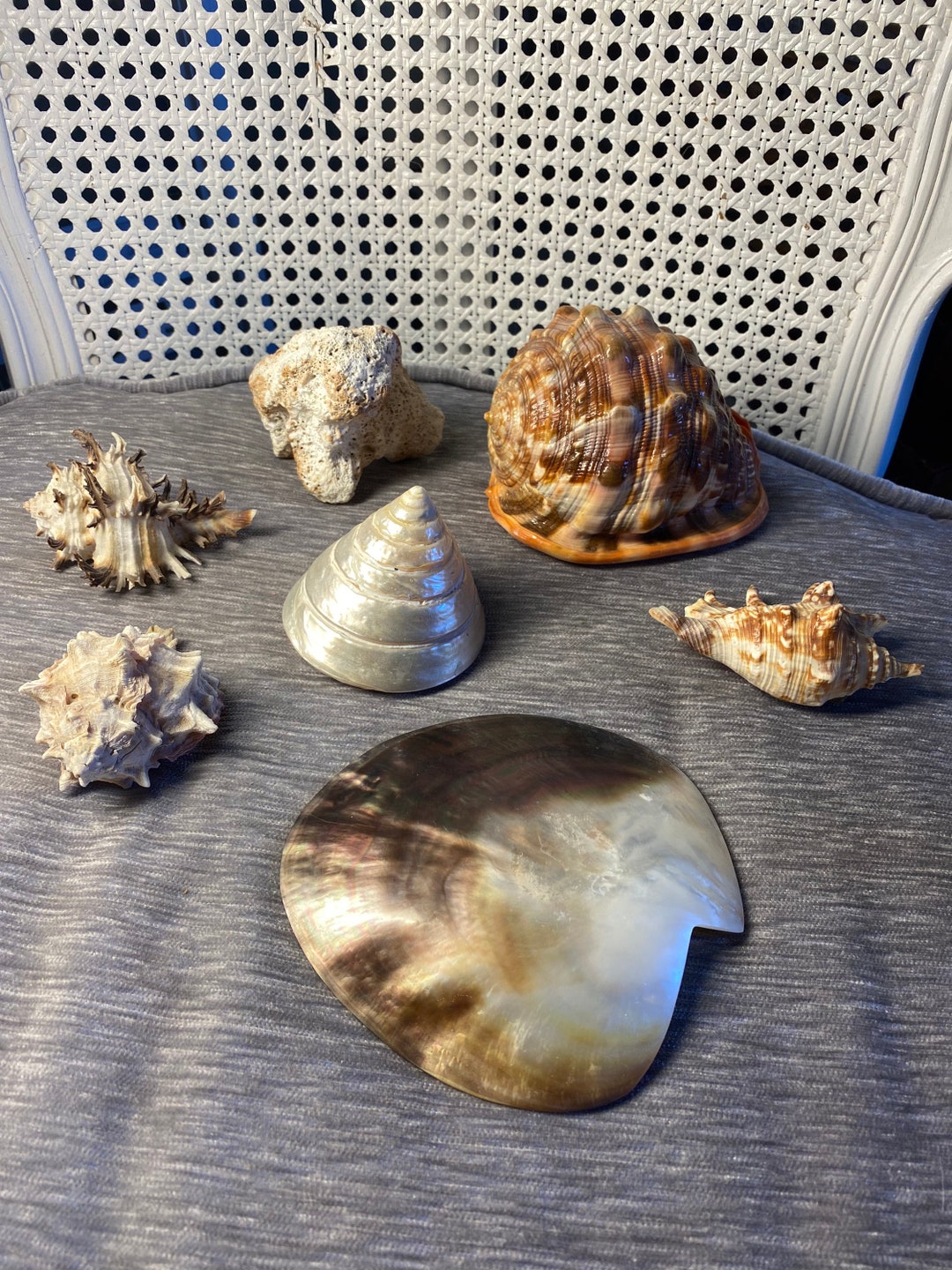 Sea Shells - Vintage - Beautiful Lot of Seven Sea Shells and Coral ...