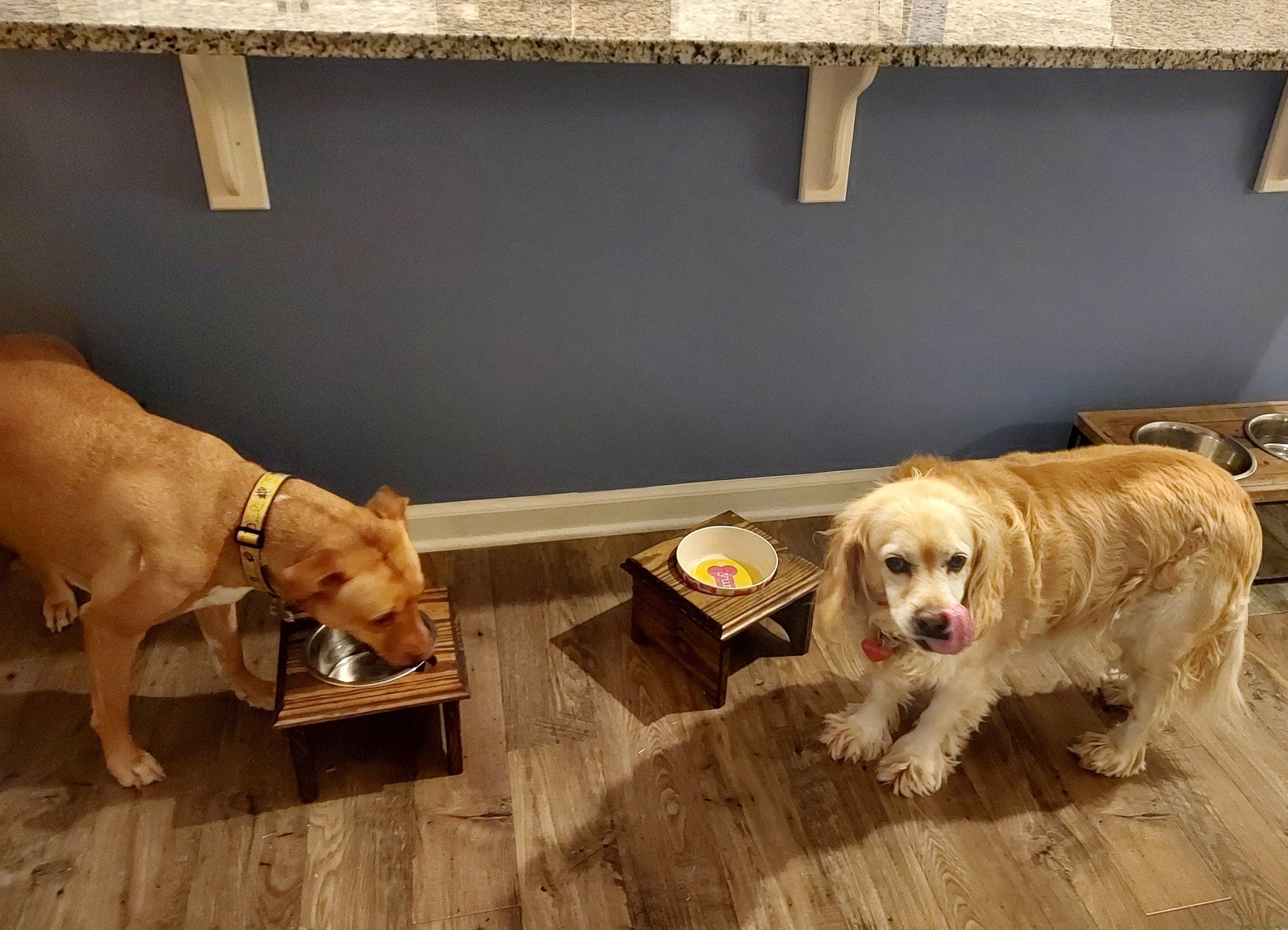 Single Dog Food and Water Bowl Stand | Elevated Dog Dish - Etsy