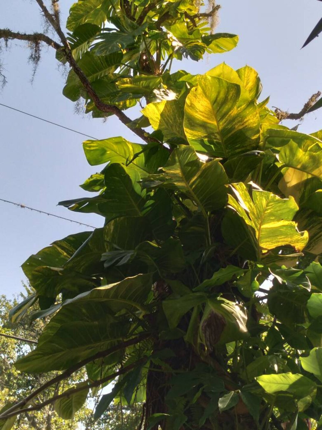 Giant Hawaiian Pothos Cutting With Established Roots - Etsy