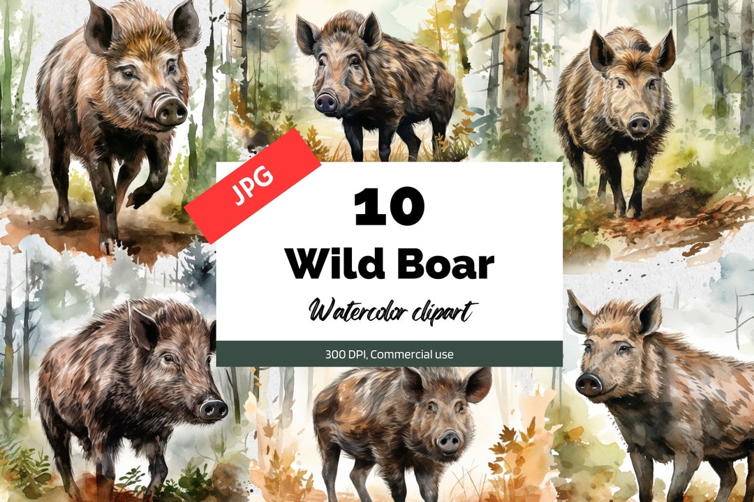 Watercolor Wild Boar Clipart, 10 High Quality Jpgs, Commercial Use ...