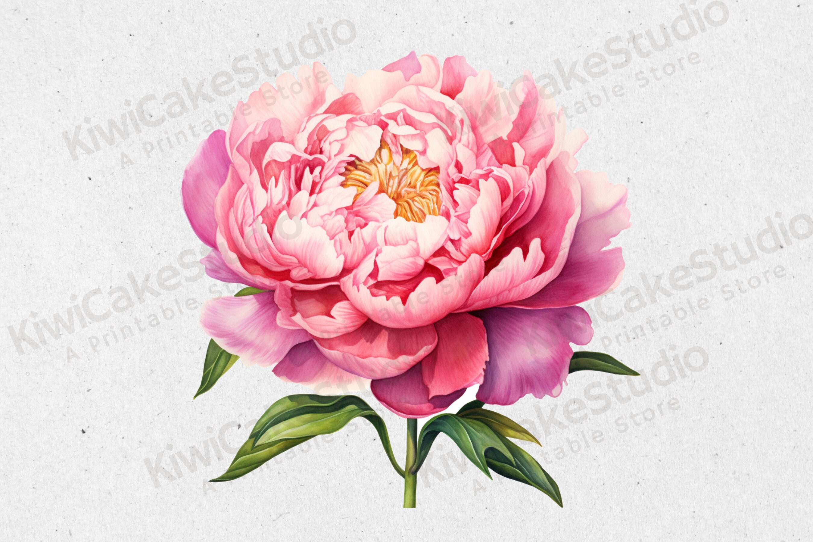 Watercolor Peonies Clipart, 10 High Quality Jpgs, Peony Flower Jpg ...