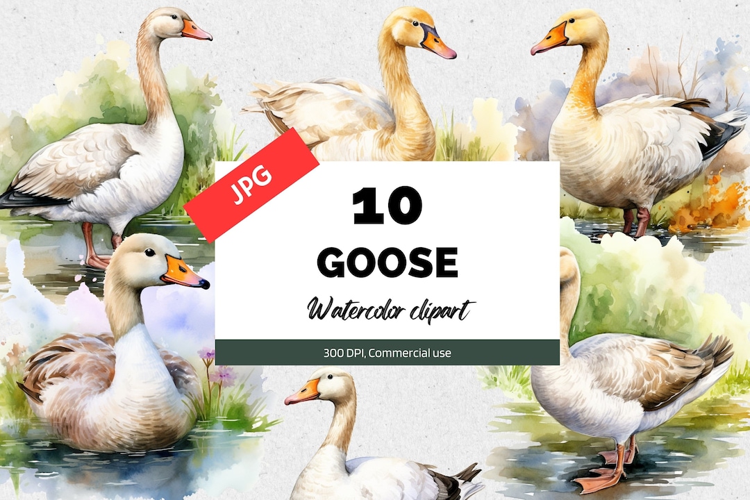 Watercolor Goose Clipart, 10 High Quality JPG, Commercial Use, Instant ...