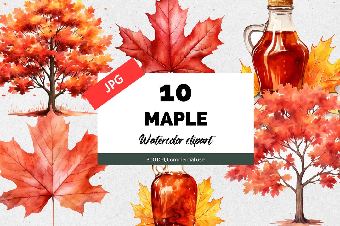 Watercolor Maple Clipart, 10 High Quality Jpgs, Commercial Use, Instant ...