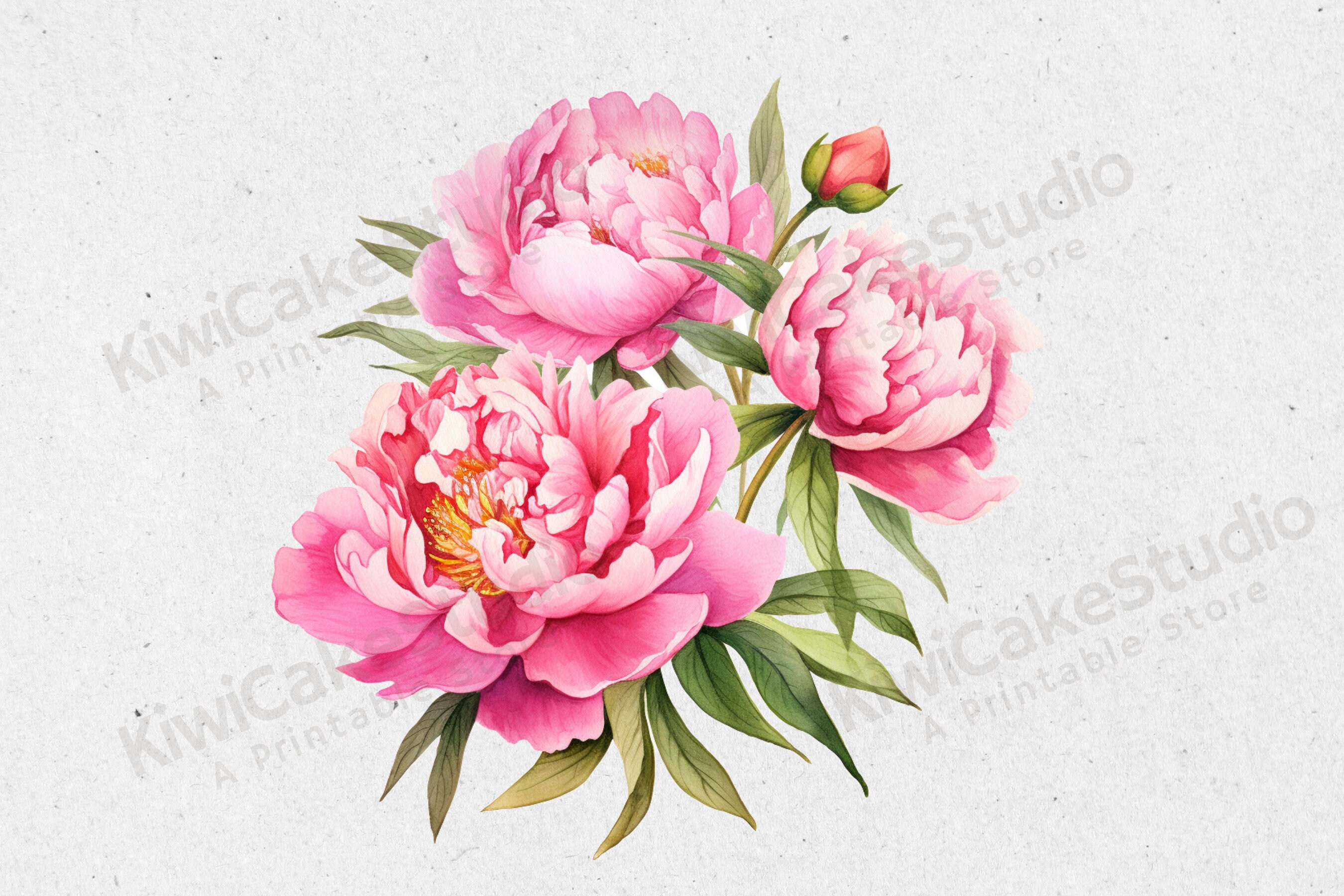 Watercolor Peonies Clipart 10 High Quality Jpgs Peony Flower - Etsy