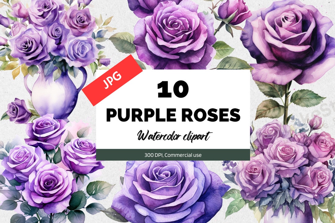 Purple Watercolor Roses Clipart, Floral Clipart, 10 High Quality Jpgs ...