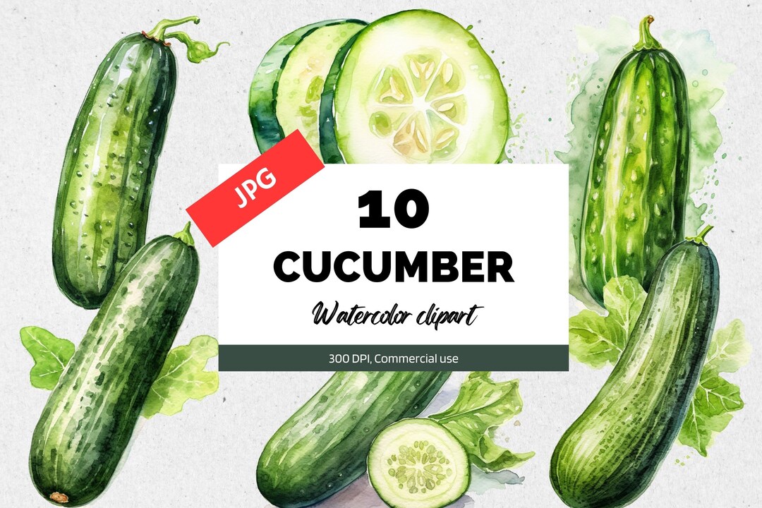 Watercolor Cucumber Clipart, 10 High Quality Jpgs, Commercial Use ...