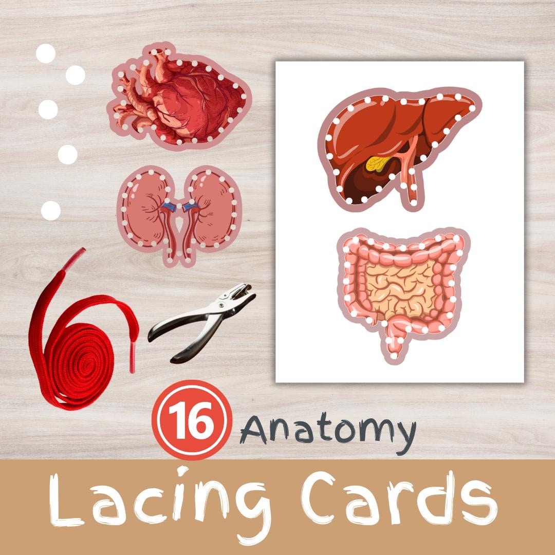 Anatomy Lacing Cards – 16 Printable Cards, Fine Motor Activity ...