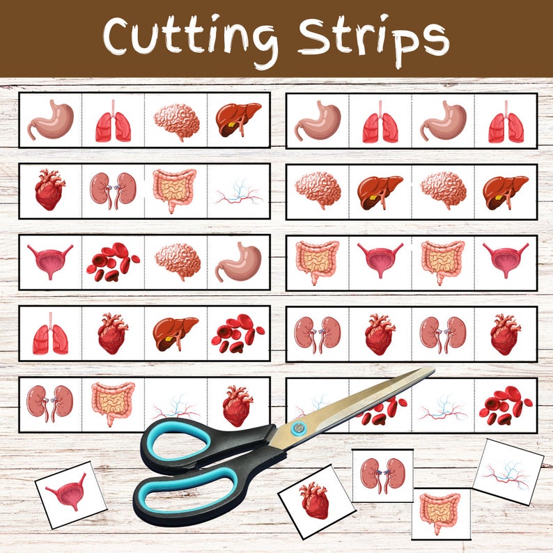 Anatomy Themed Cutting Activity for Kids - Instant Download PDF - Etsy
