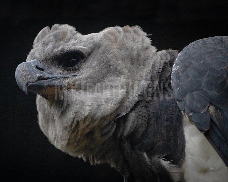 Printable Digital Photo of Harpy Eagle (ONE Piece Wall-art) - Etsy