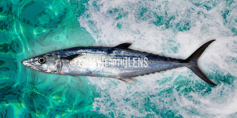 Printable Digital Photos of Mackerel (ONE Piece & TWO Piece Wall-art ...