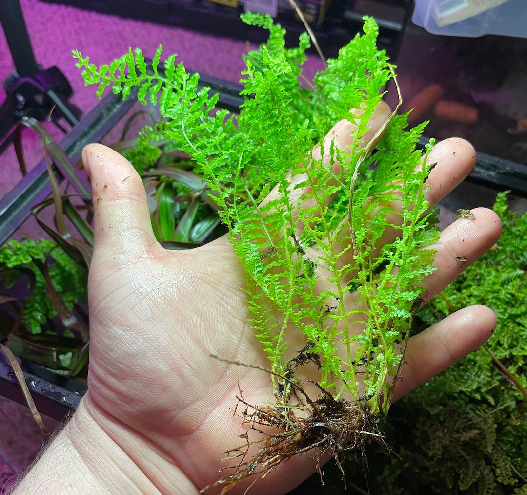 Fancy Fern (small) - Etsy