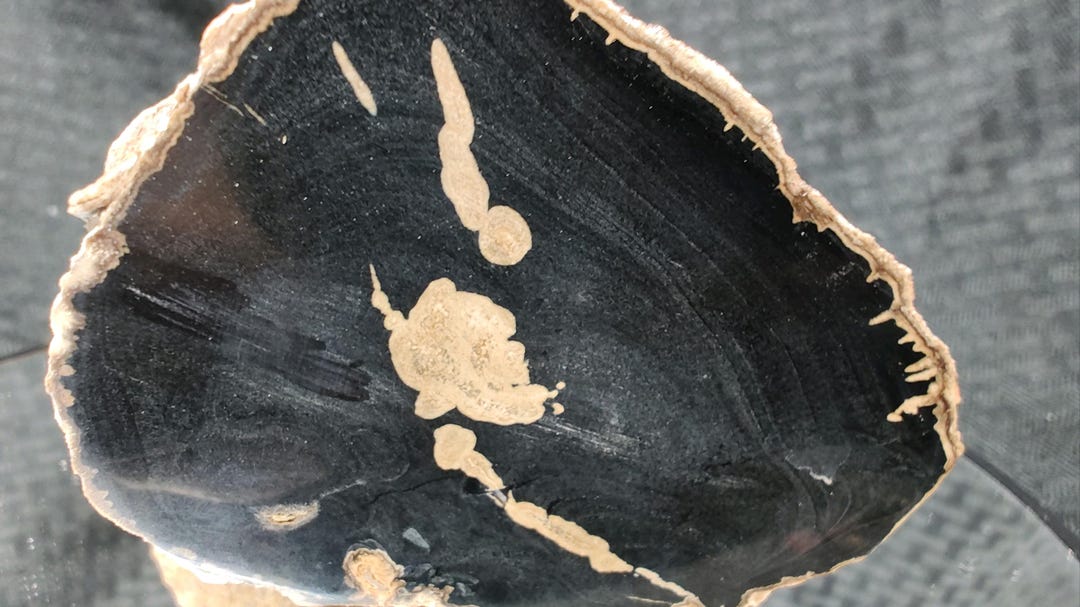 Blue Forest Petrified Polished Log From Wyoming - Etsy