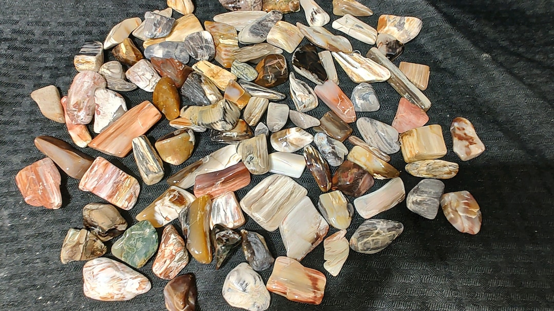 Tumbled Petrified Wood From Elko, County in Northern Nevada, 3 Lbs - Etsy