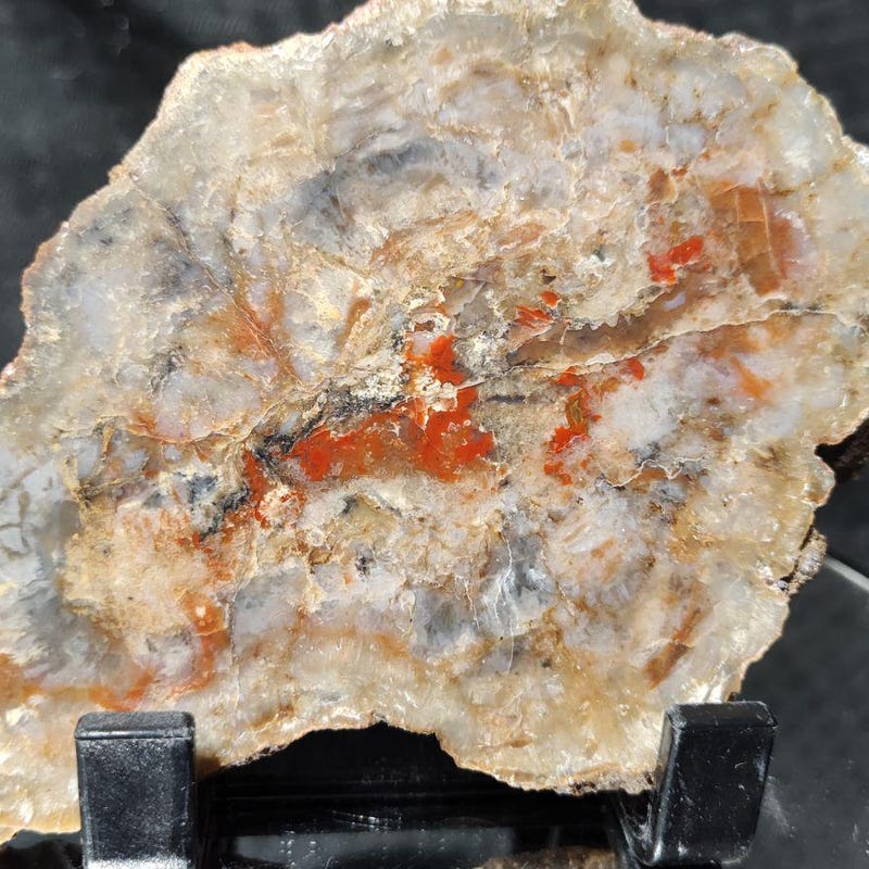 Coprolite - Etsy