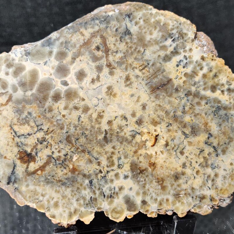 Coprolite - Etsy