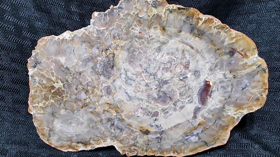 Coprolite Large, Polished Display From the Henry Mountains of Utah - Etsy