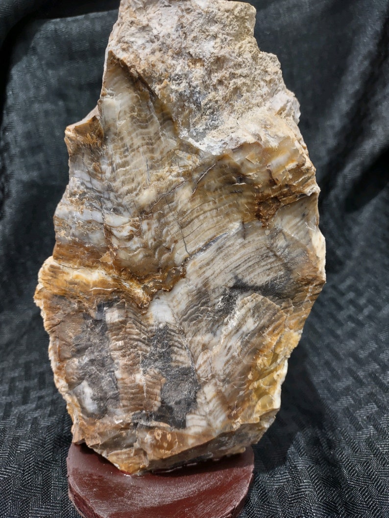 Petrified Wood Display on Wooden Base - Etsy