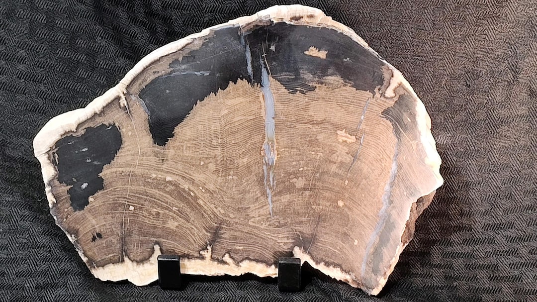 Petrified Wood Large, Polished Slab From Northern Nevada - Etsy