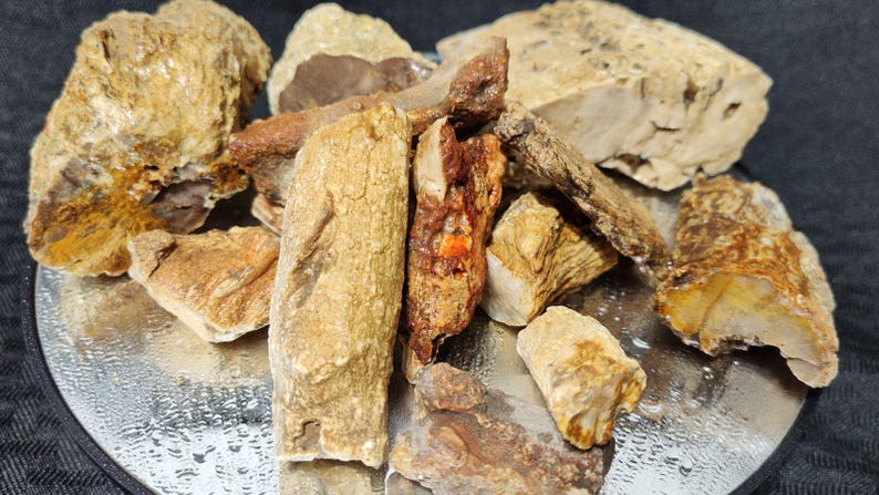 Petrified Wood Limb Casts From Texas Springs, Nevada - Etsy