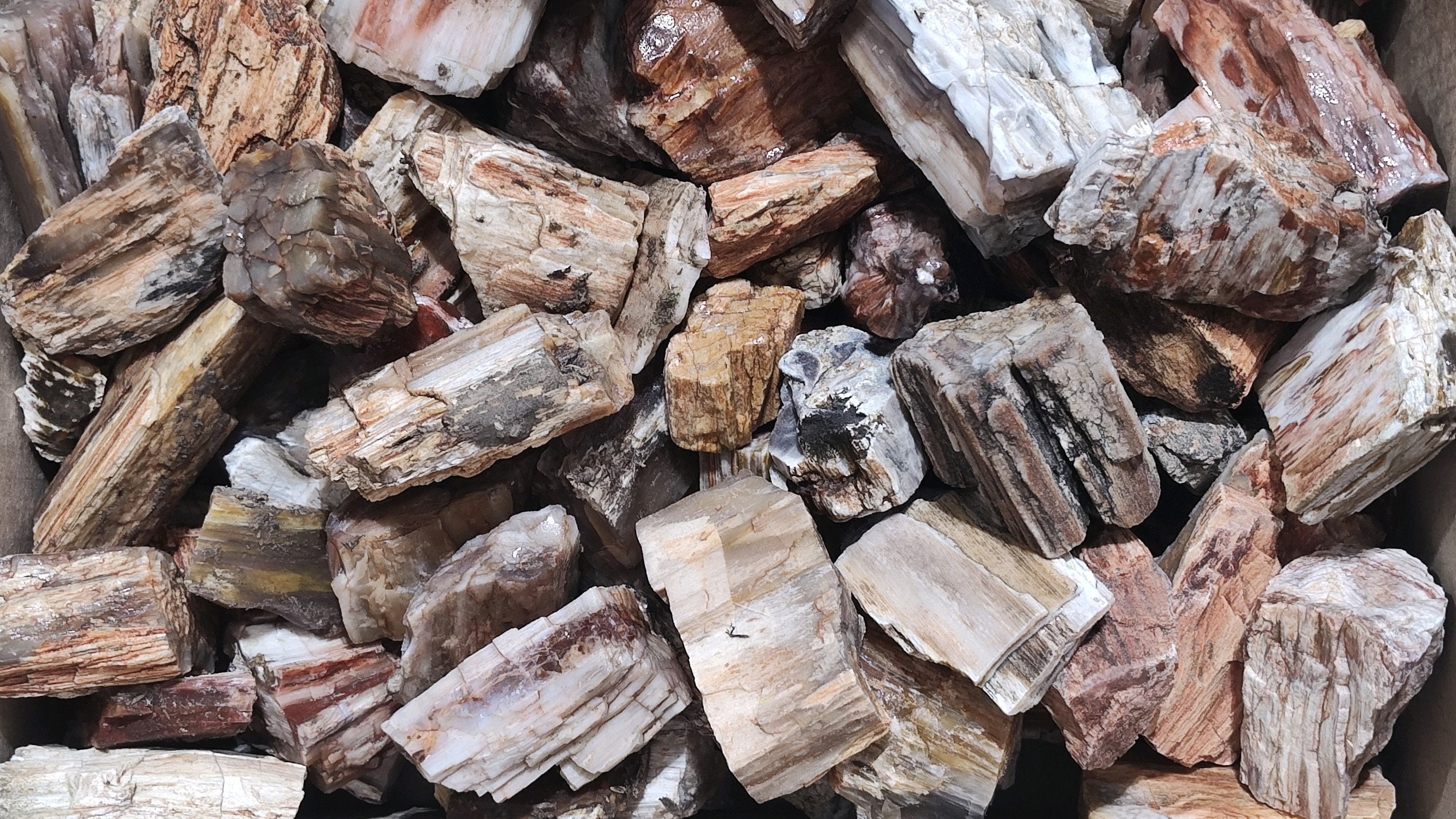 Petrified Wood Tumbling Rough From Northern Nevada, 5 Pounds - Etsy