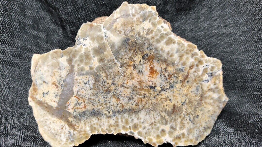 Coprolite Polished End Cut (fossilized Dinosaur Poop) From the Henry ...