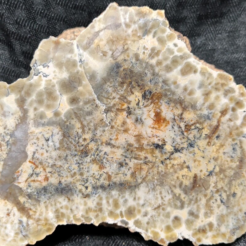 Coprolite - Etsy