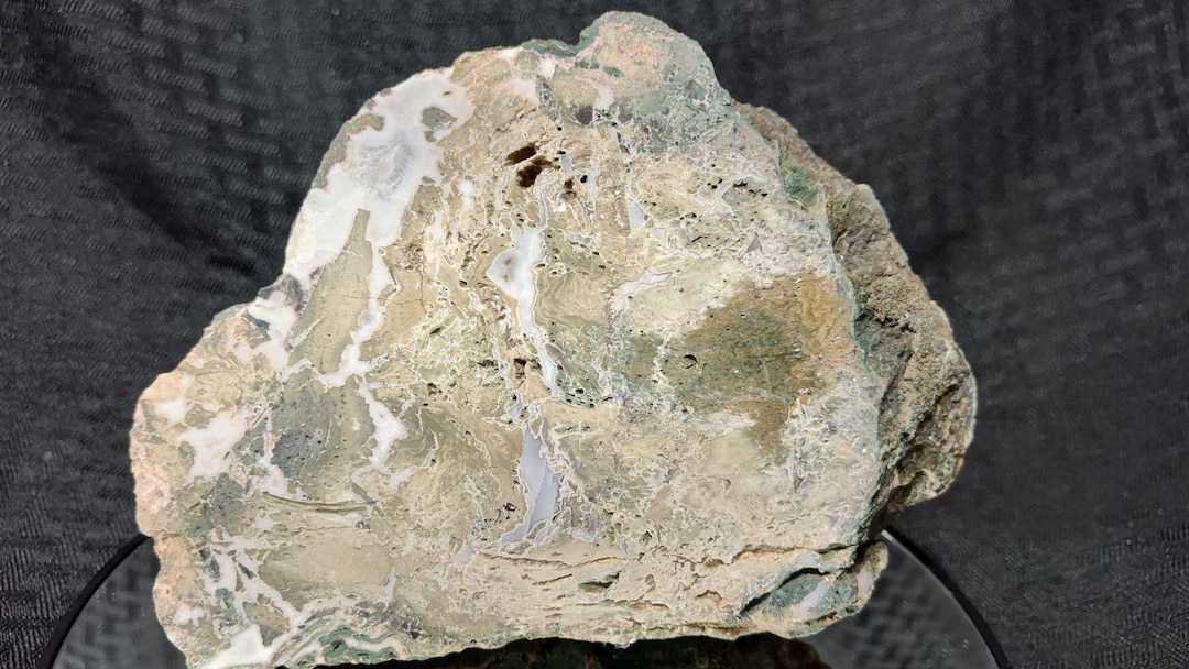 Hampton Butte Oregon Petrified Wood Polished End Cut - Etsy