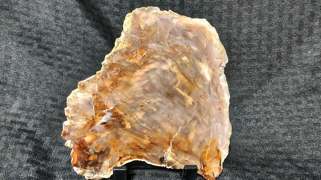 Petrified Wood Polished Slab, Complete Round With Bark From Mcdermitt ...