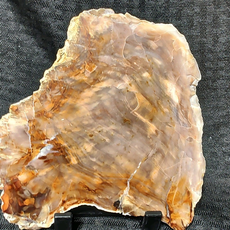 Petrified Wood 12 Slab - Etsy