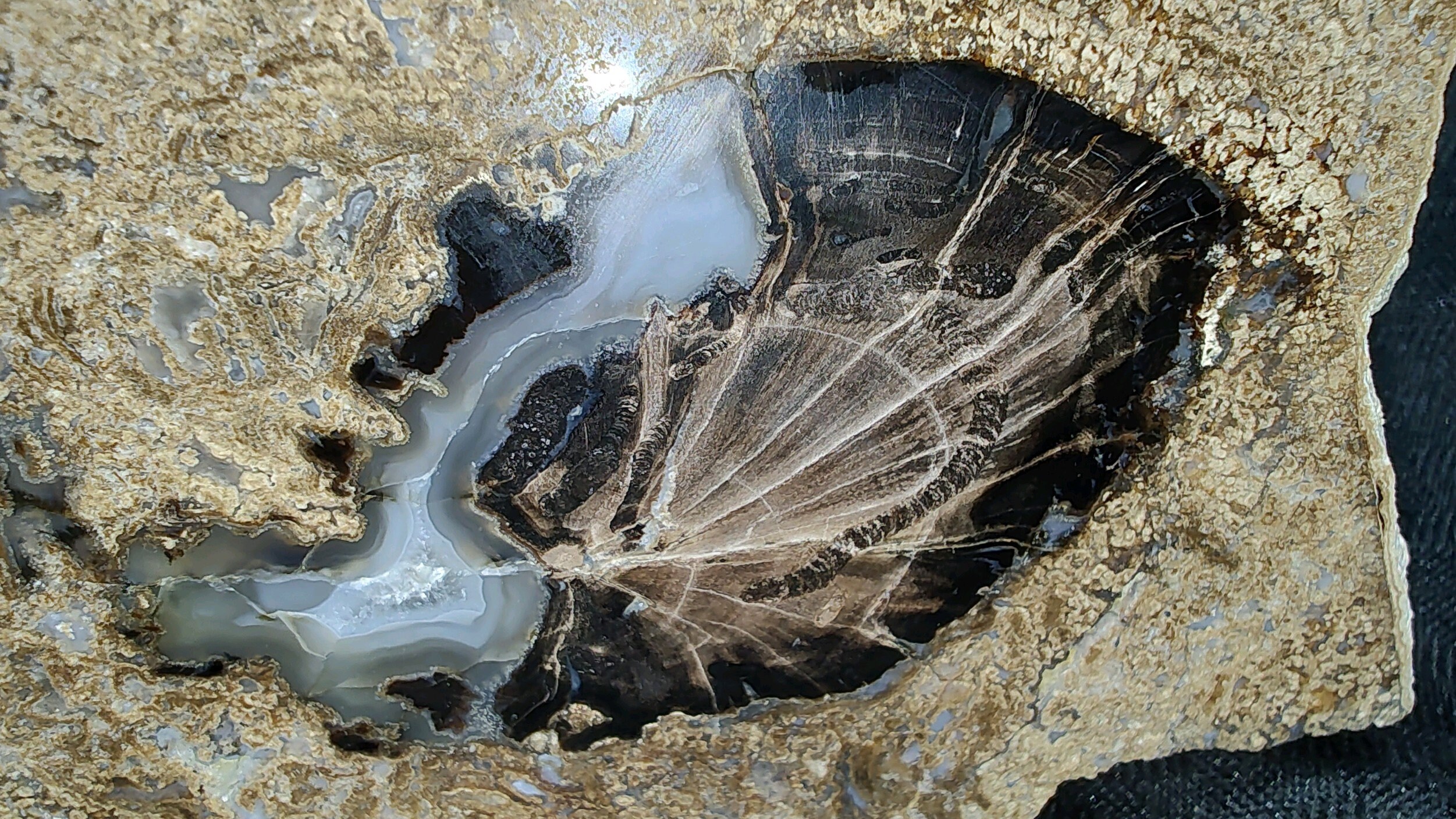 Eden Valley Log From the Green River Formation in Western Wyoming - Etsy