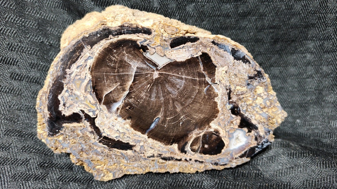 Eden Valley Log From the Green River Formation in Western Wyoming - Etsy