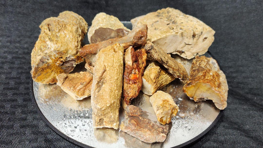 Petrified Wood Limb Casts From Texas Springs, Nevada - Etsy